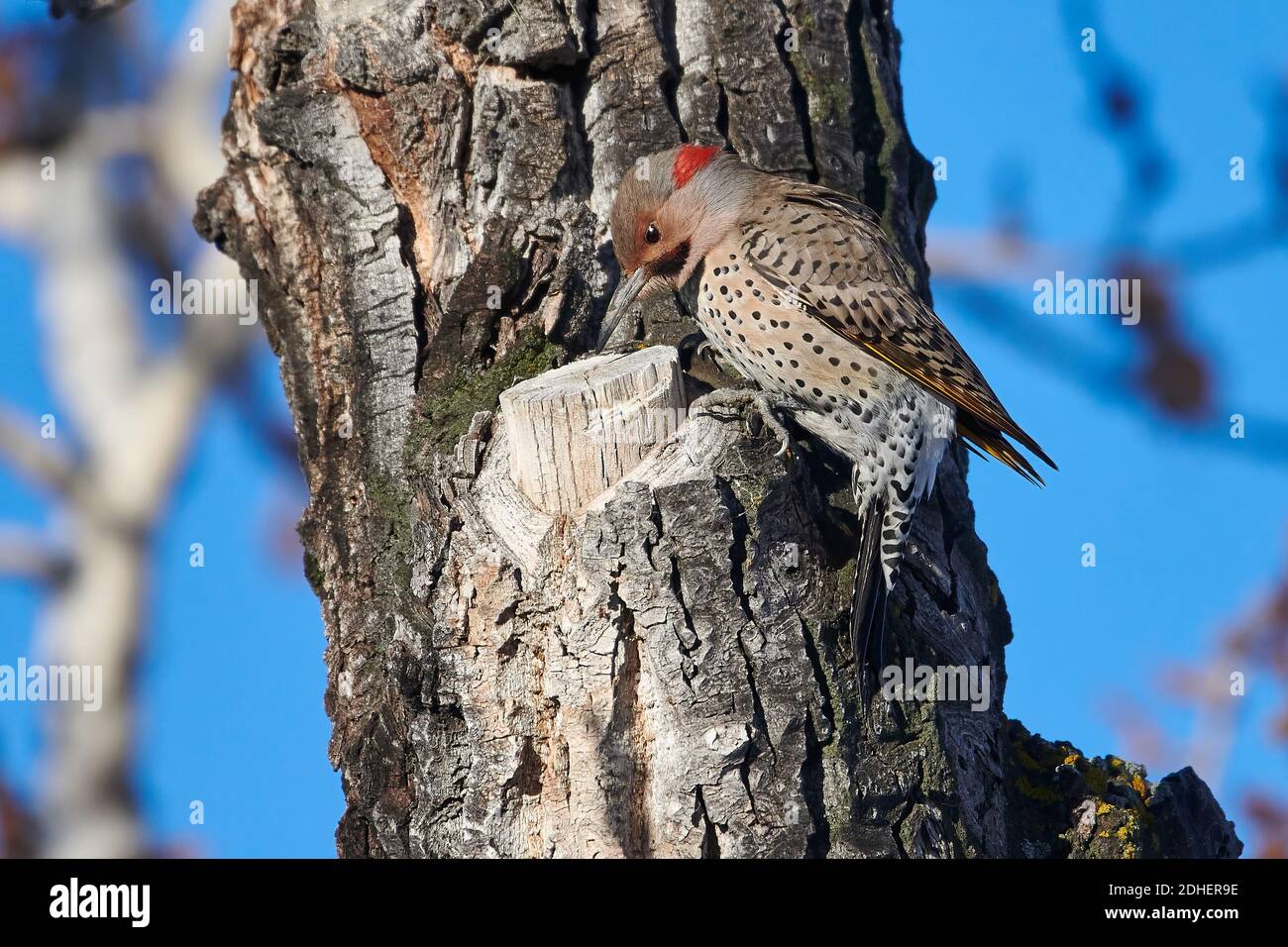 Northern flicker (Colaptes auratus), yellow-shafted, foraging in a tree ...