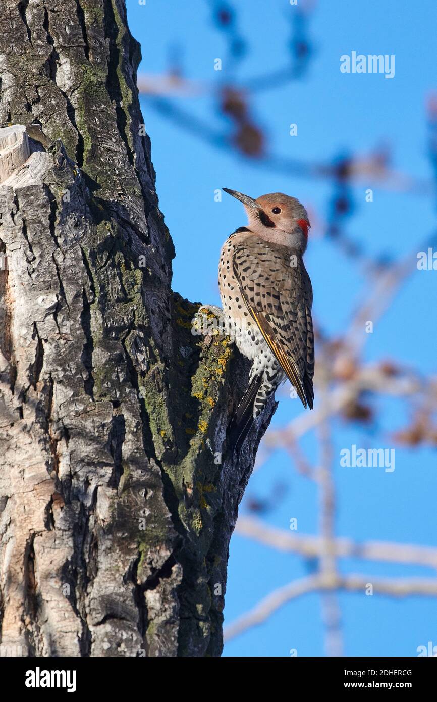 Northern flicker (Colaptes auratus), yellow-shafted, foraging in a tree ...