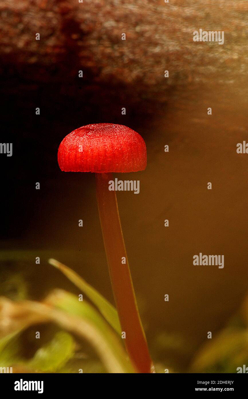 Ruby bonnet hi-res stock photography and images - Alamy