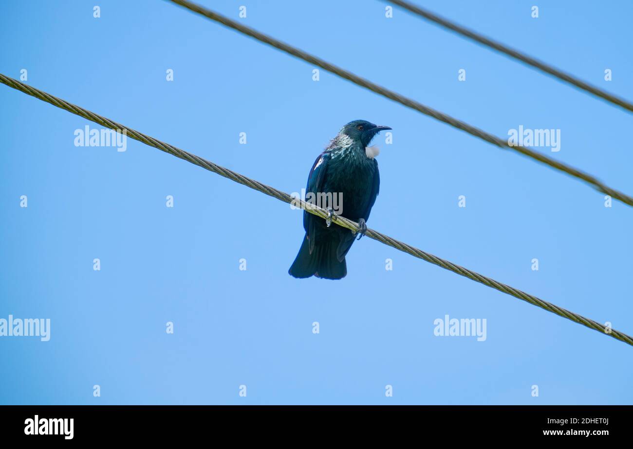 Ko’ko bird hi-res stock photography and images - Alamy