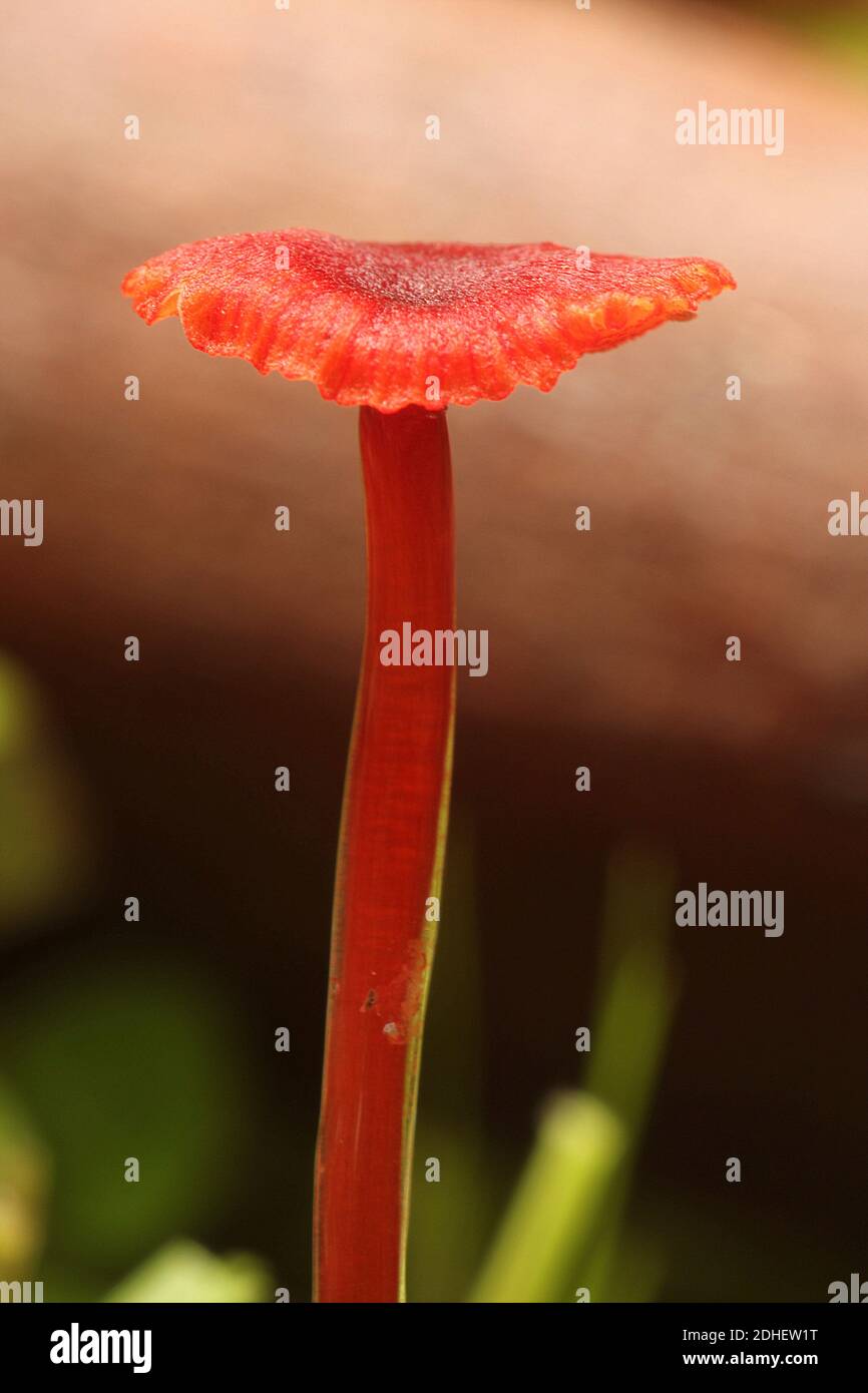 Viscidocruenta hi-res stock photography and images - Alamy