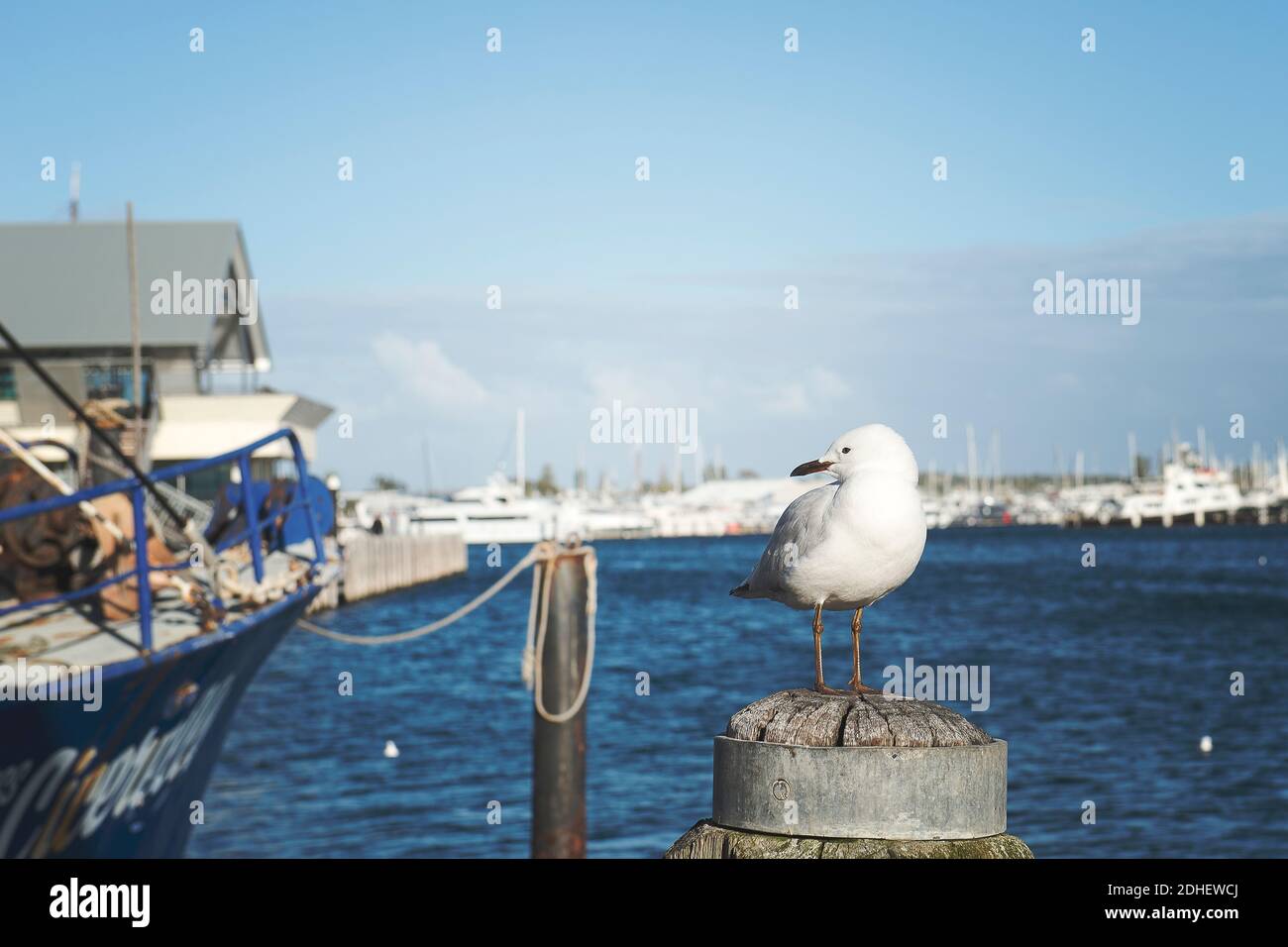 Pictures of australia wildlife hi-res stock photography and images - Alamy