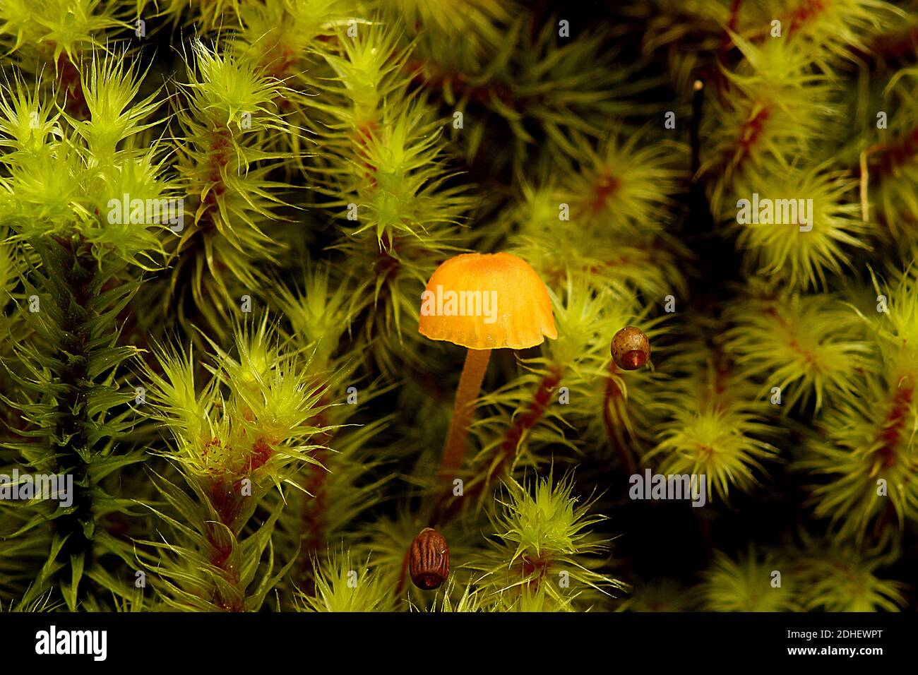 Yellow mosscap (Rickenalla fibula) mushroom in moss patch Stock Photo ...