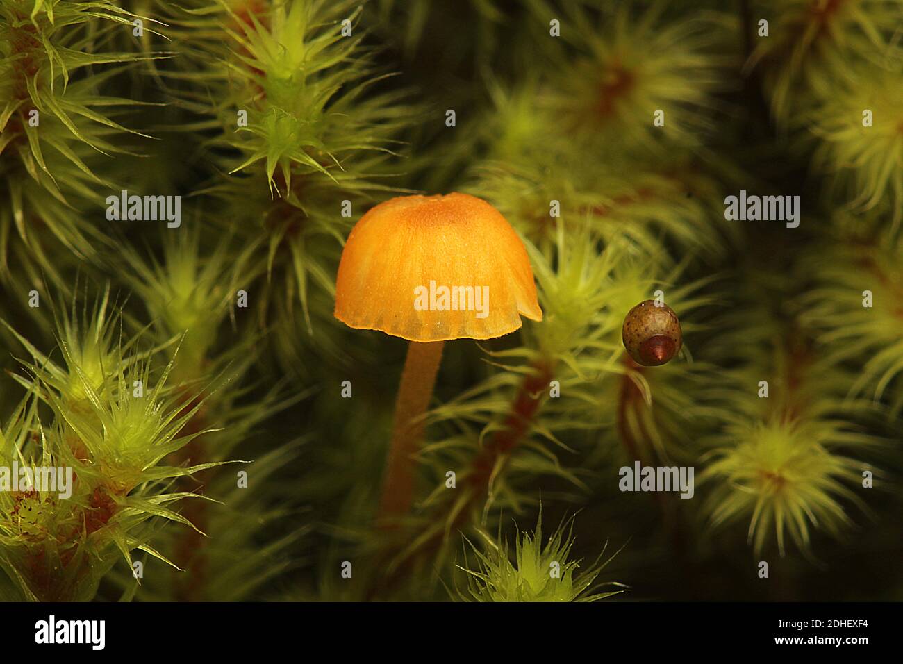 Mosscap hi-res stock photography and images - Alamy