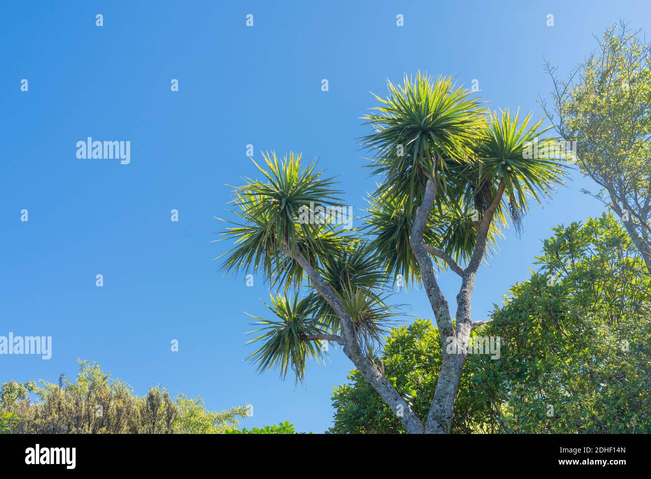 Iconic New Zealand cabbage tree standing above other trees under blue ...