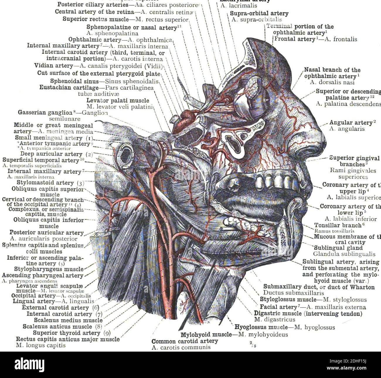 Face Anatomy Arteries at Irving Johnson blog