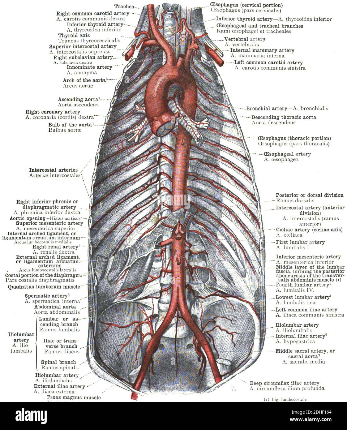 The Aorta Branches Aortic Arch TeachMeAnatomy, 41% OFF