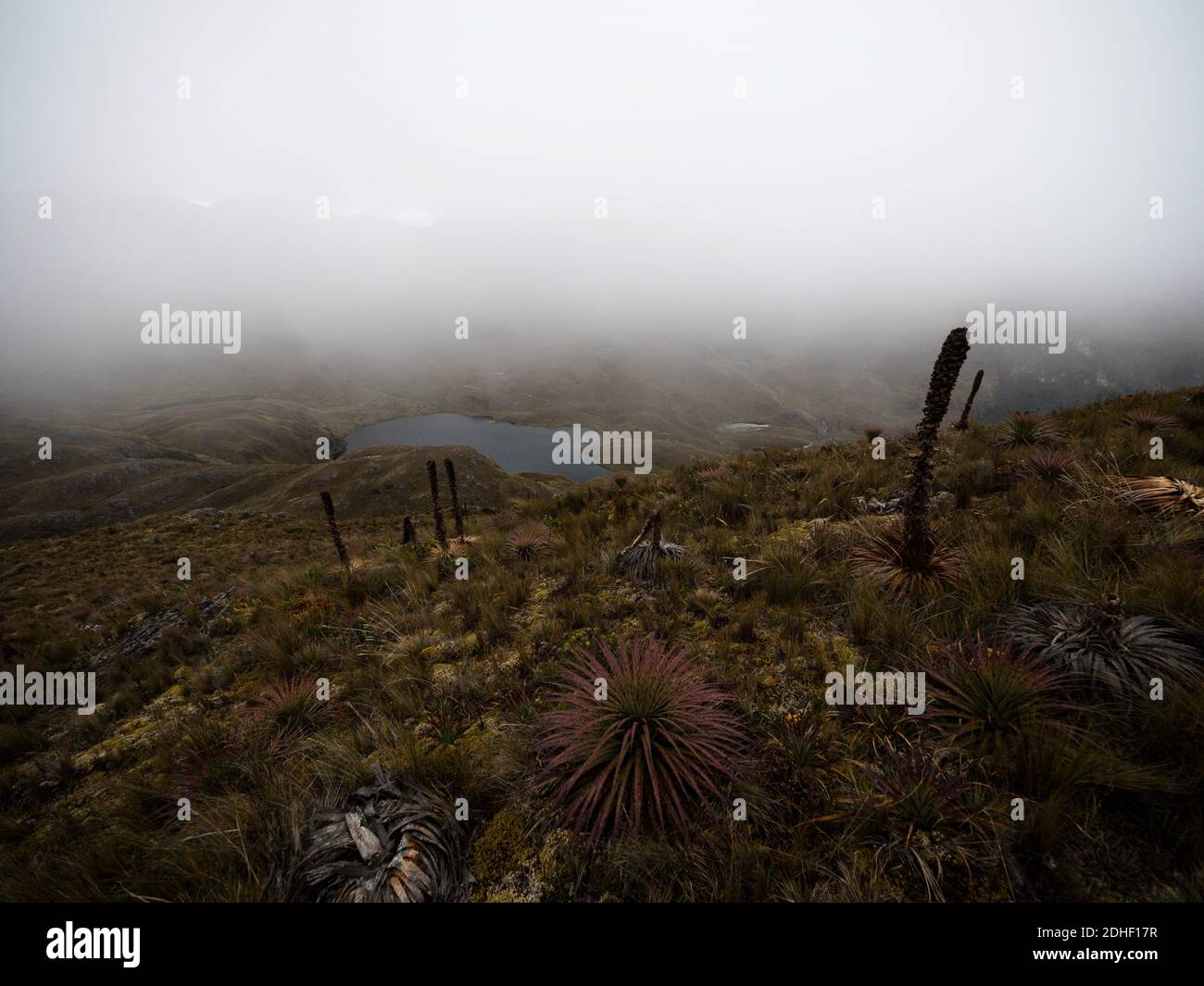 Lakes surrounded by Andes hills tundra grassland landscape in El Cajas ...