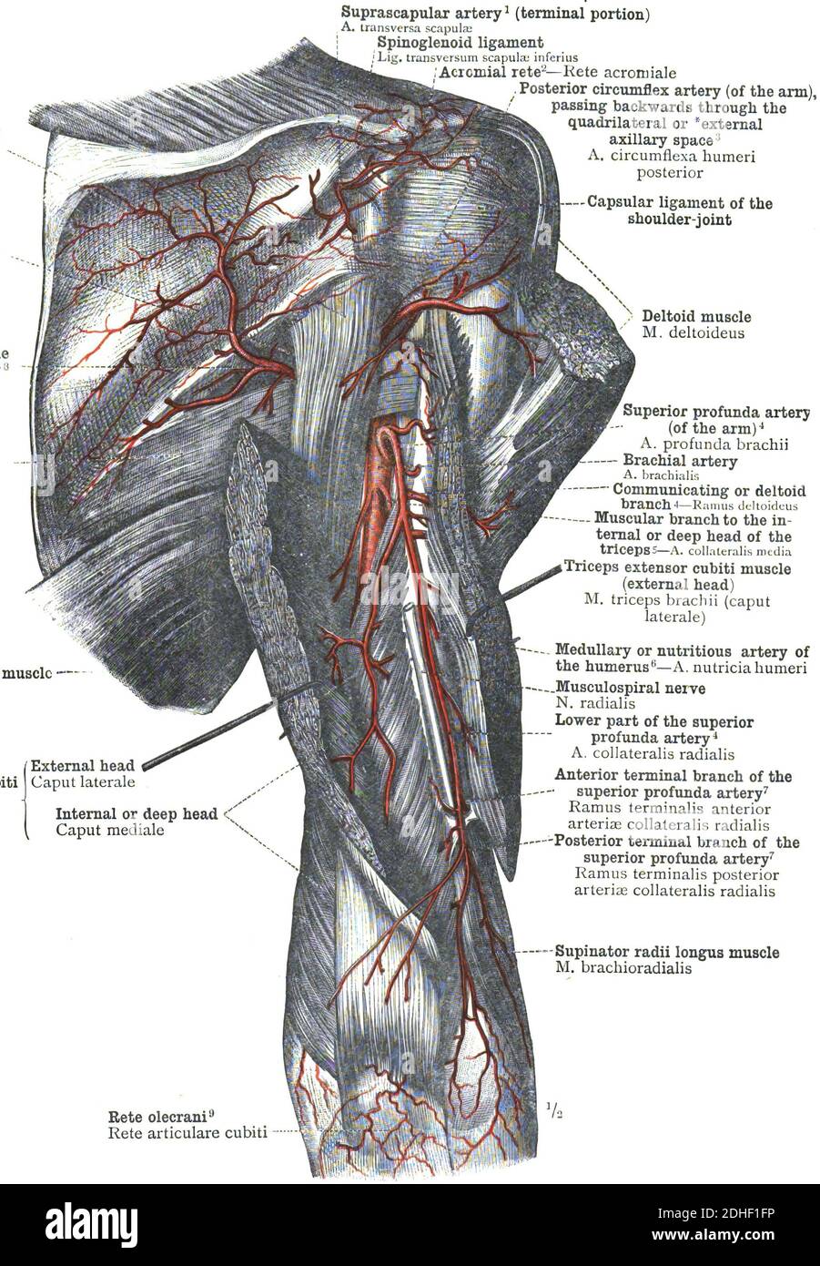 Arteries Of The Arm And Shoulder