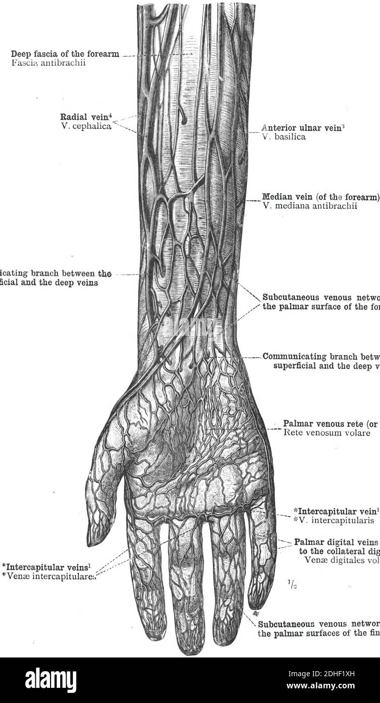 The anatomy of hand vein on a white background Stock Photo - Alamy