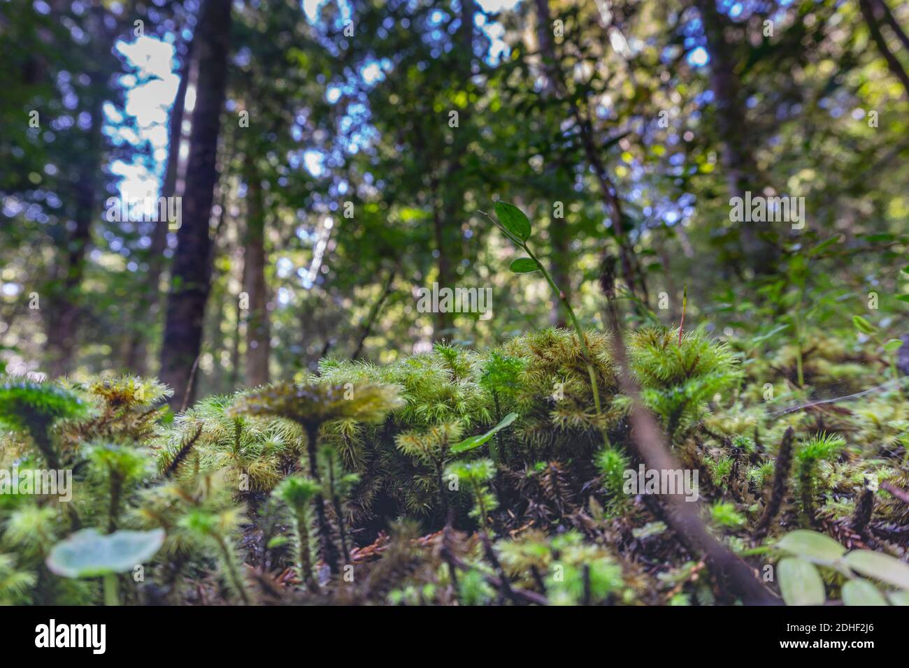 Moisture on moss and forest floor flora with defocussed forest ...