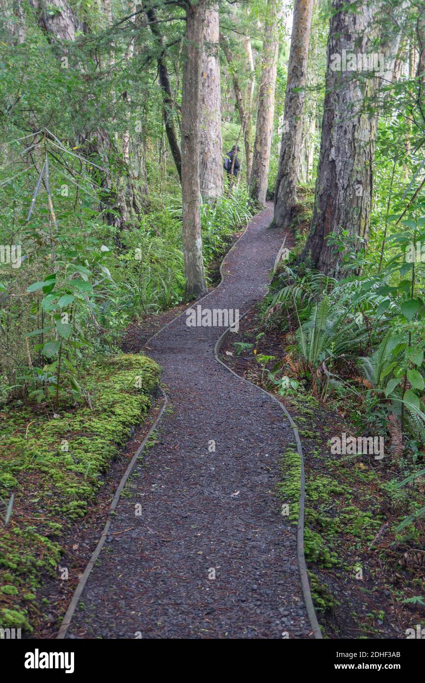 Gravel path winding through New Zealand native bush on Ulva Island ...