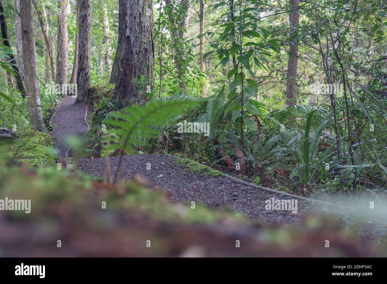Gravel path winding through New Zealand native bush on Ulva Island ...