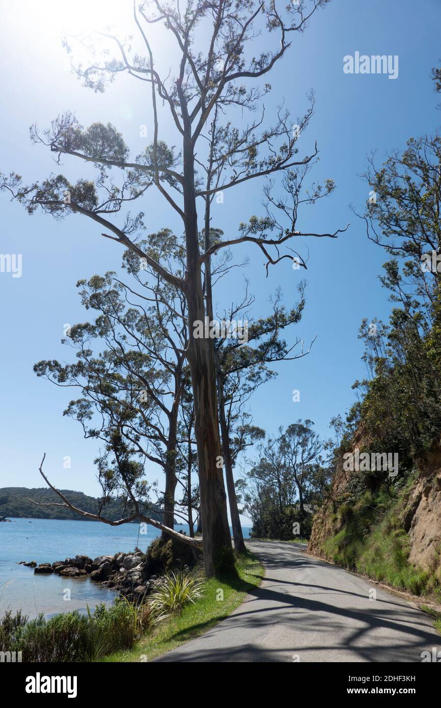 Large eucalyptus trees cast shadow patterns on narrow coastal road on ...