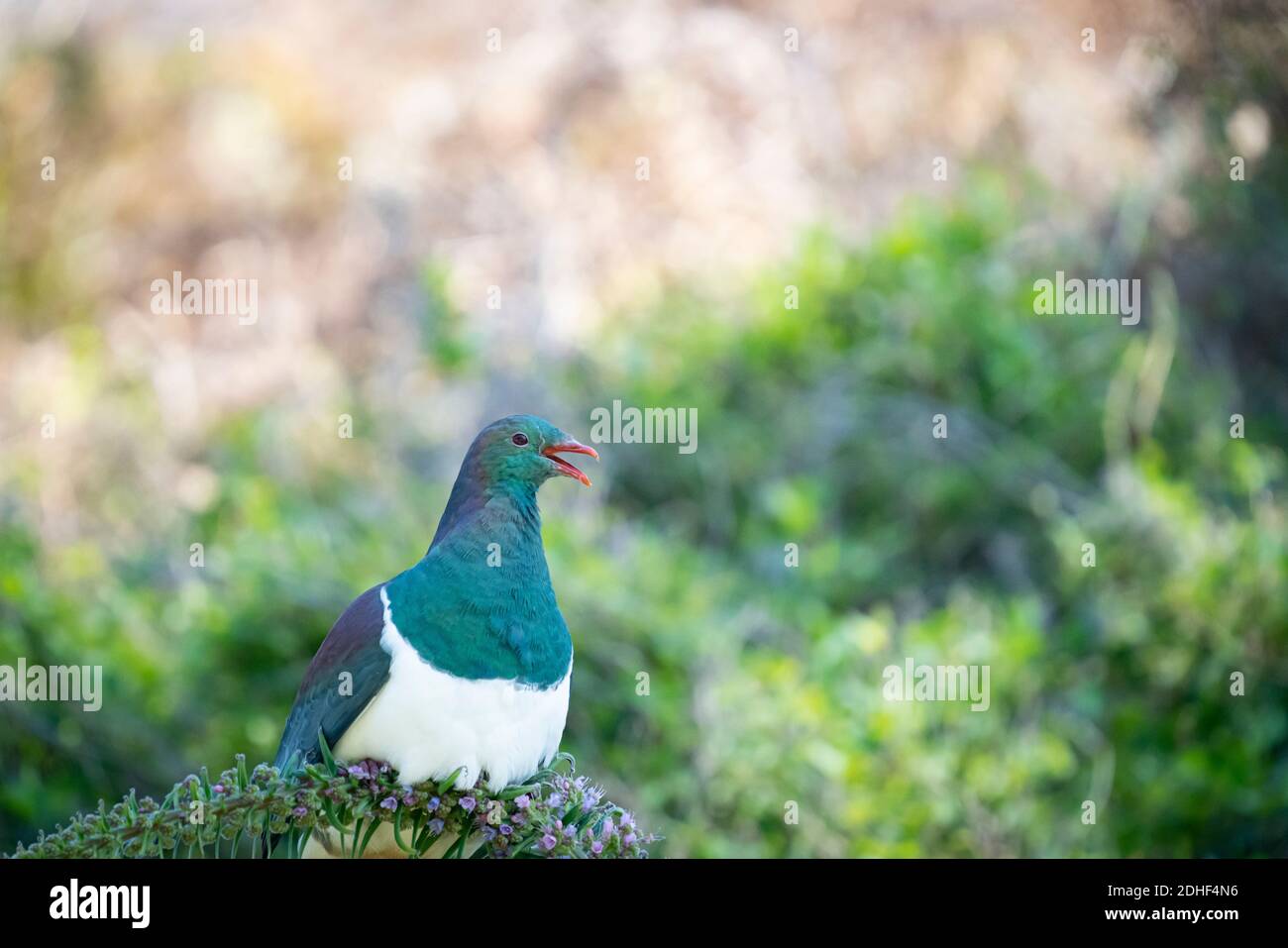 New Zealand wood pigeon or kereru in tree Stock Photo - Alamy