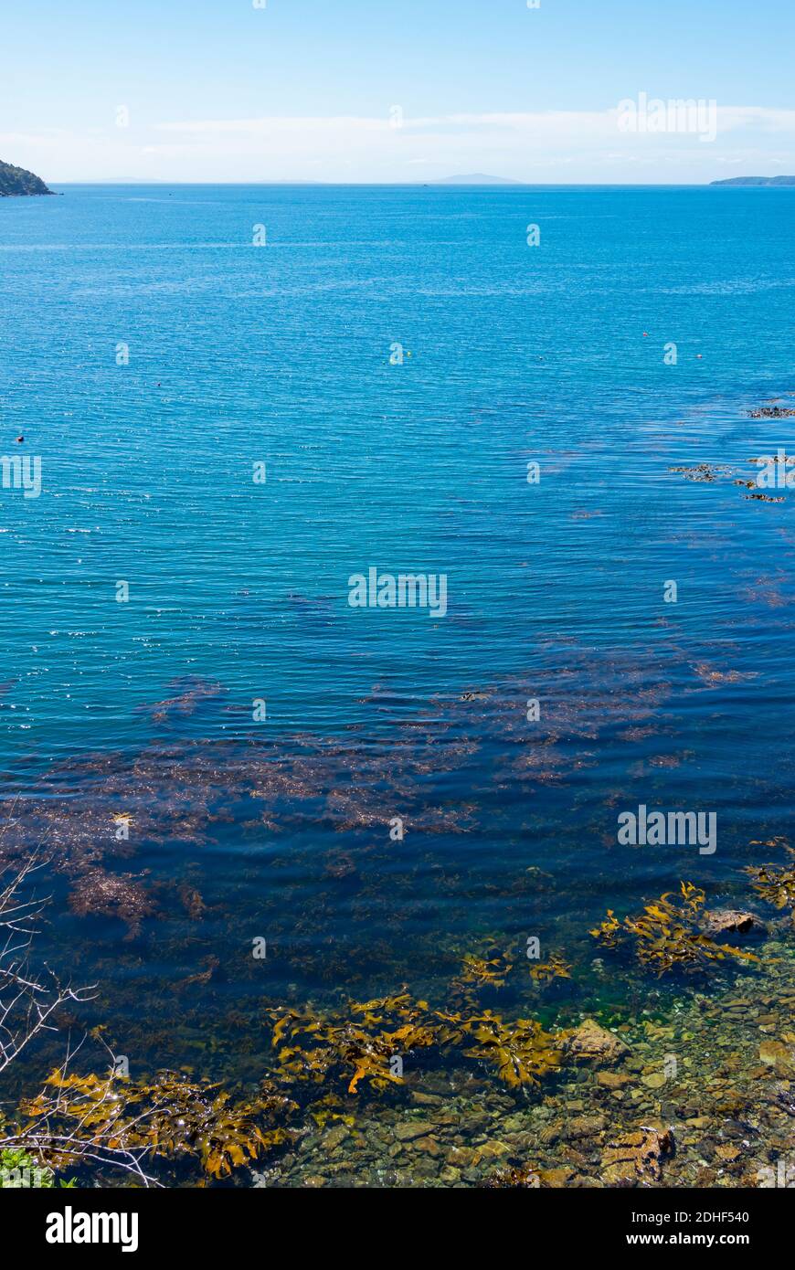 Coastal water with swirling seaweed and giant yellow kelp of coast of ...