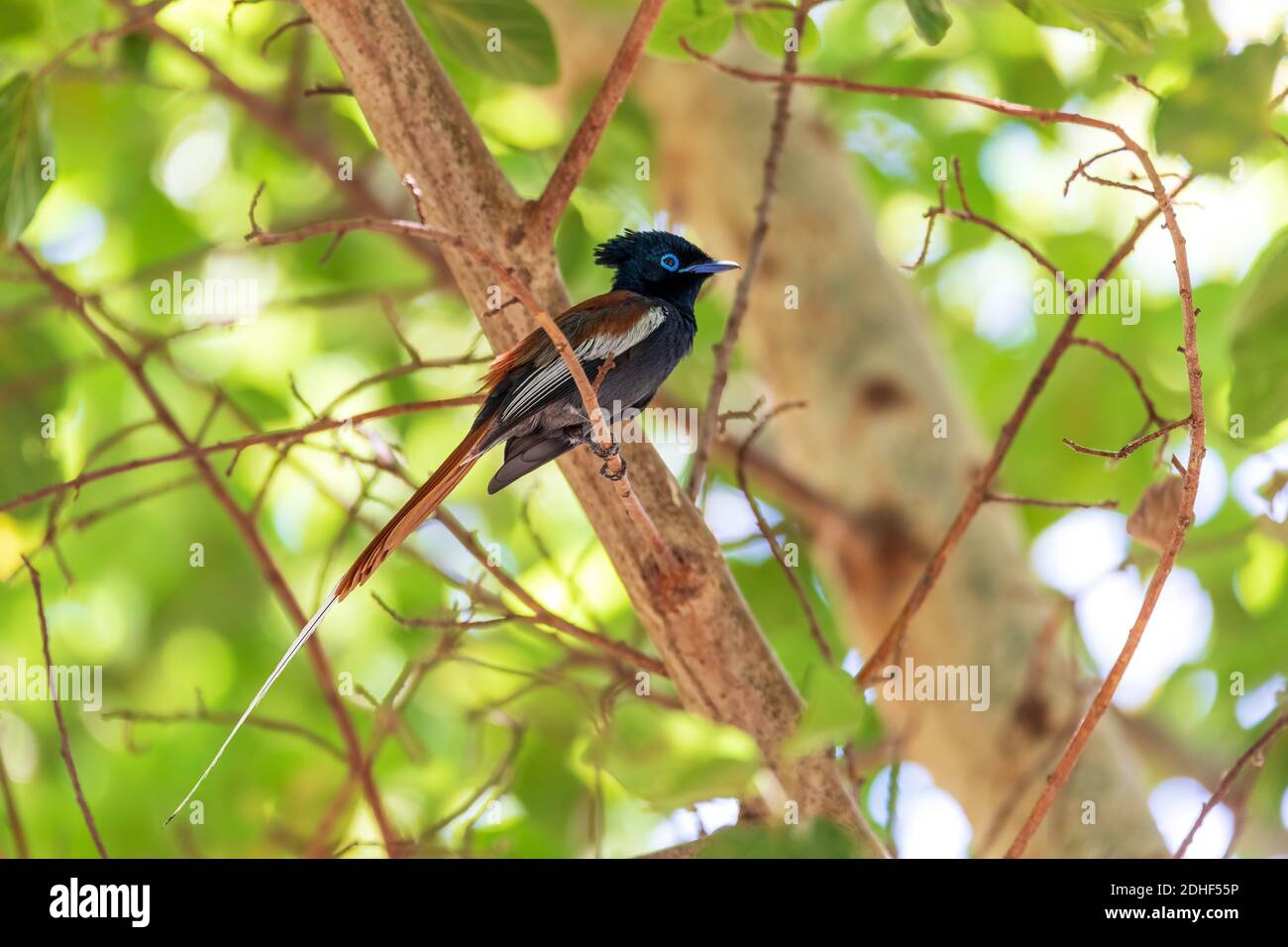 African small bird hi-res stock photography and images - Alamy