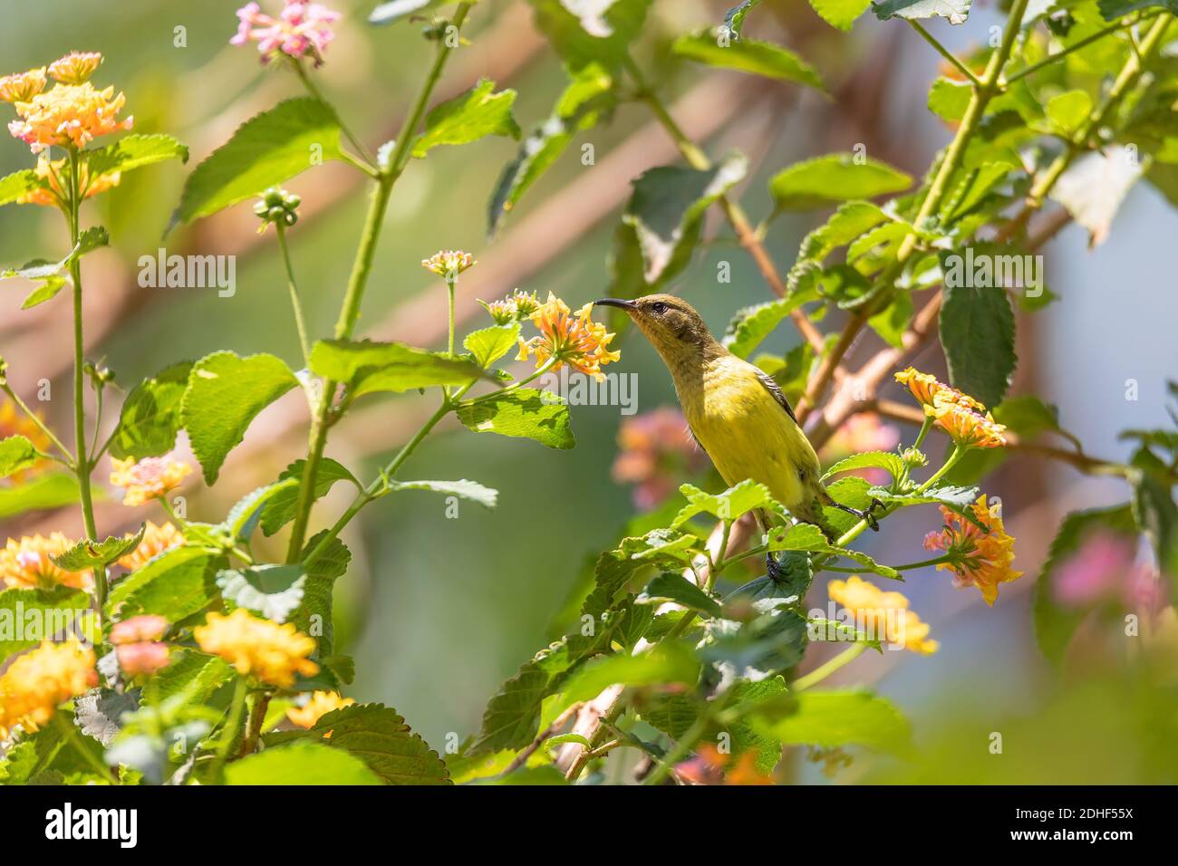 Sunbird flight hi-res stock photography and images - Alamy