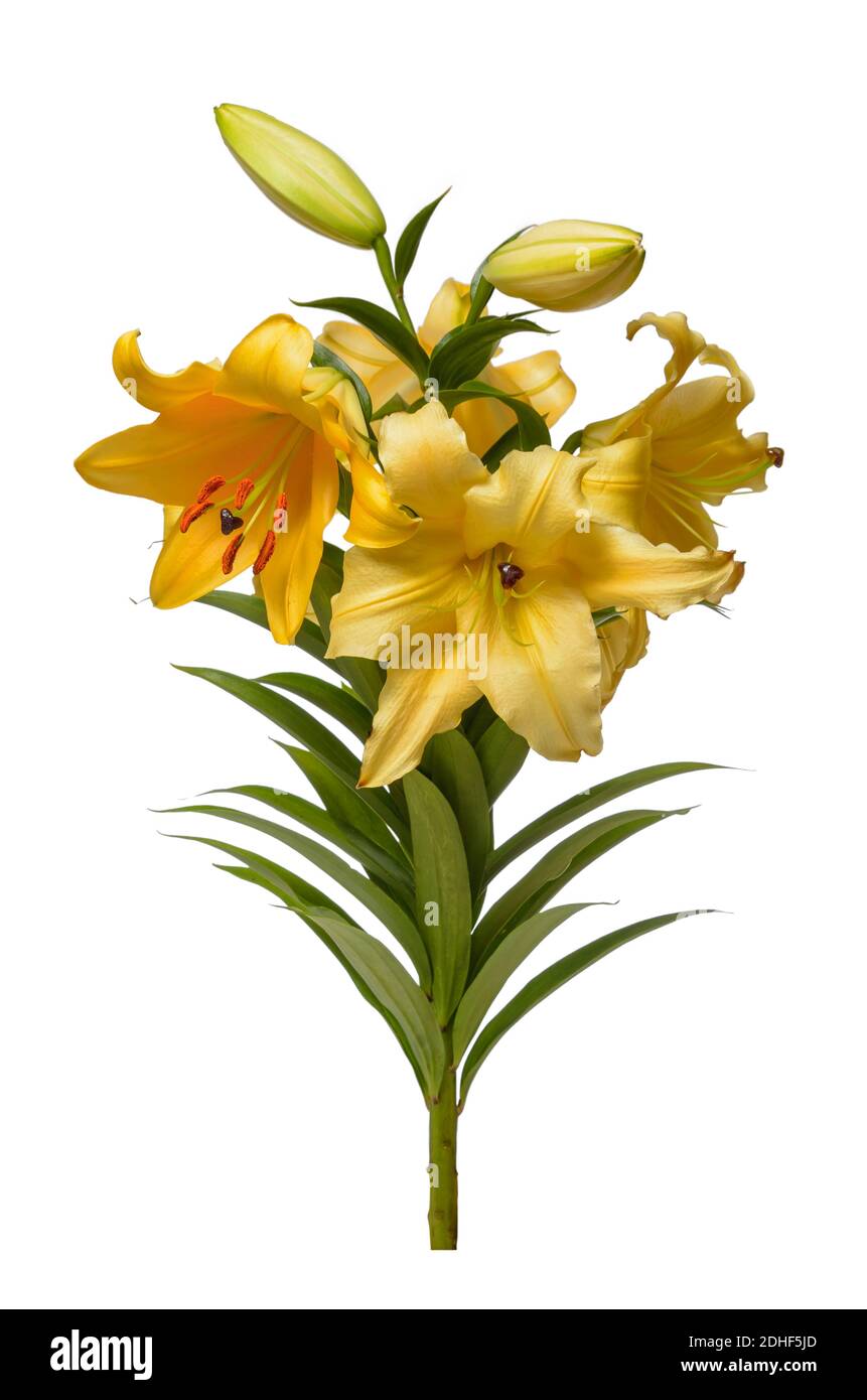 Gorgeous lily hi-res stock photography and images - Alamy
