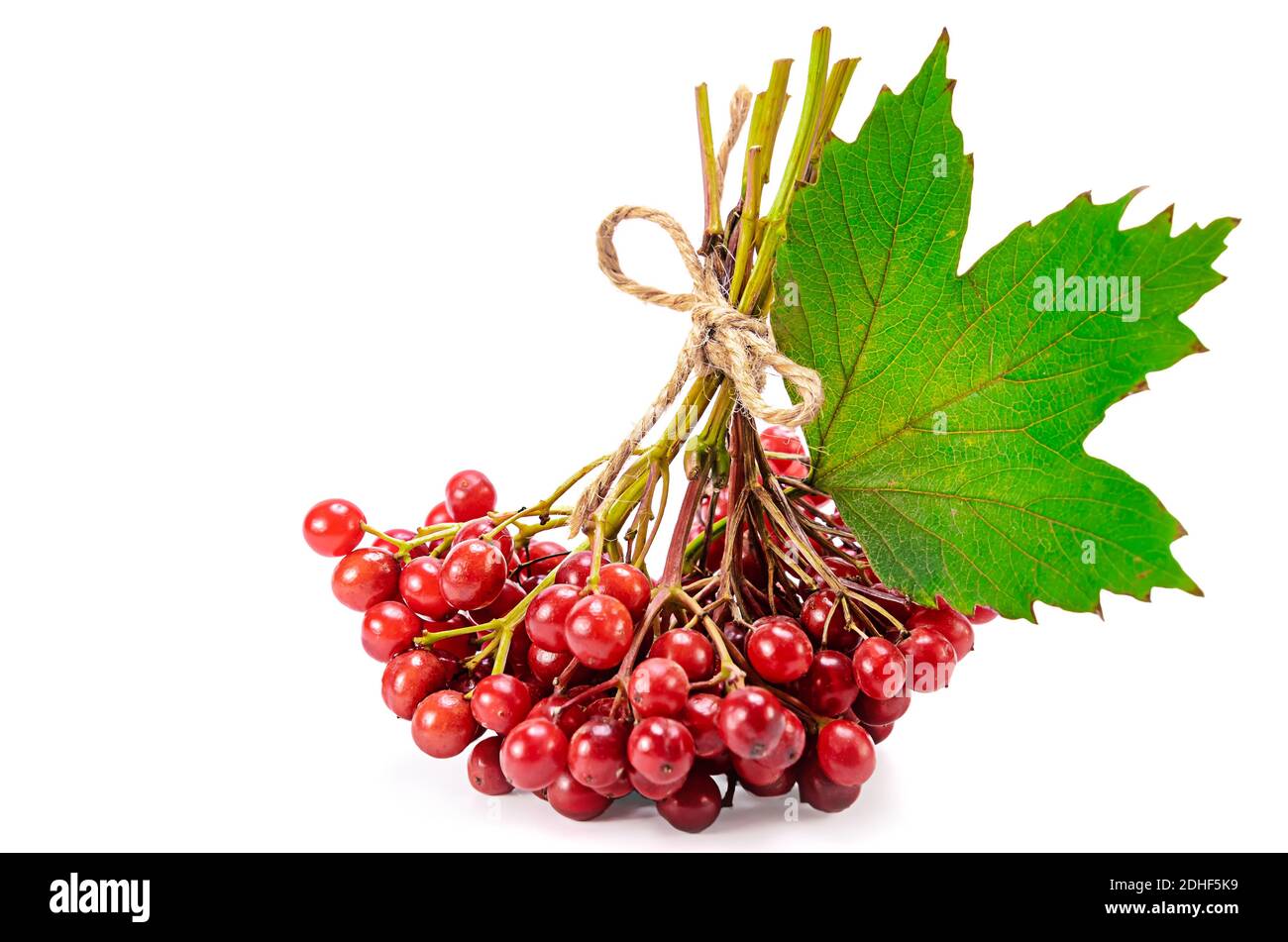 Fruits of viburnum Stock Photo - Alamy