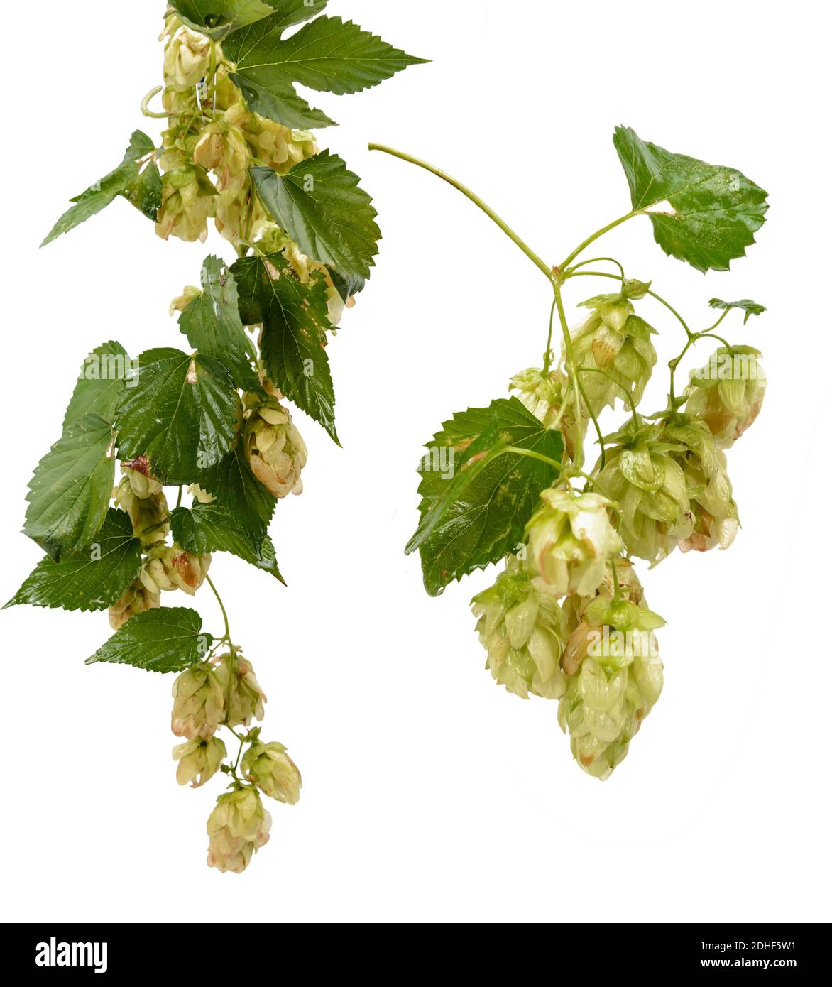 Branch herbal nature Cut Out Stock Images & Pictures - Alamy