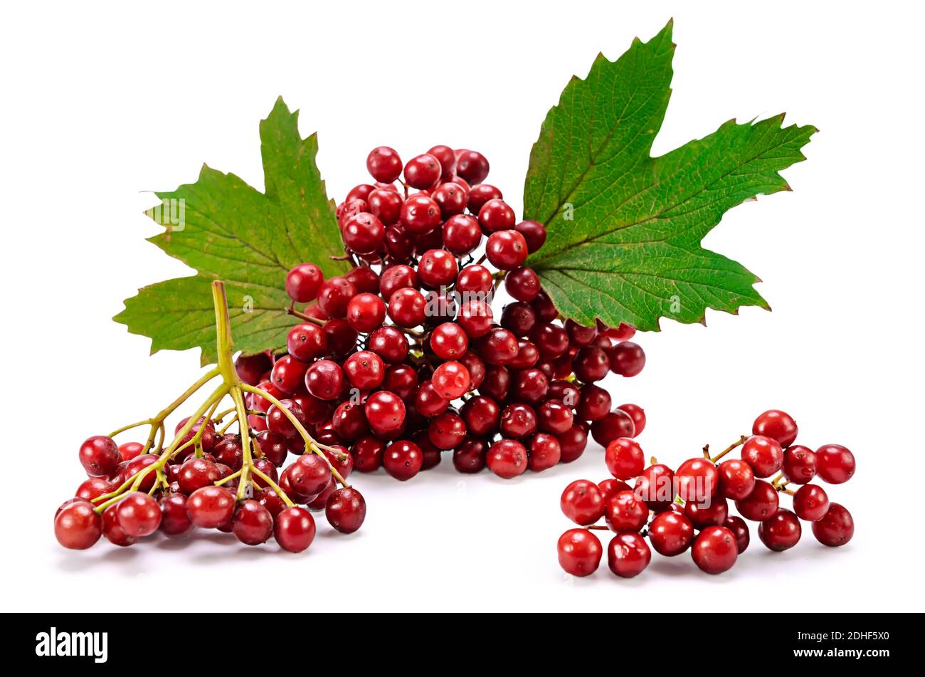 Fruits of viburnum Stock Photo - Alamy