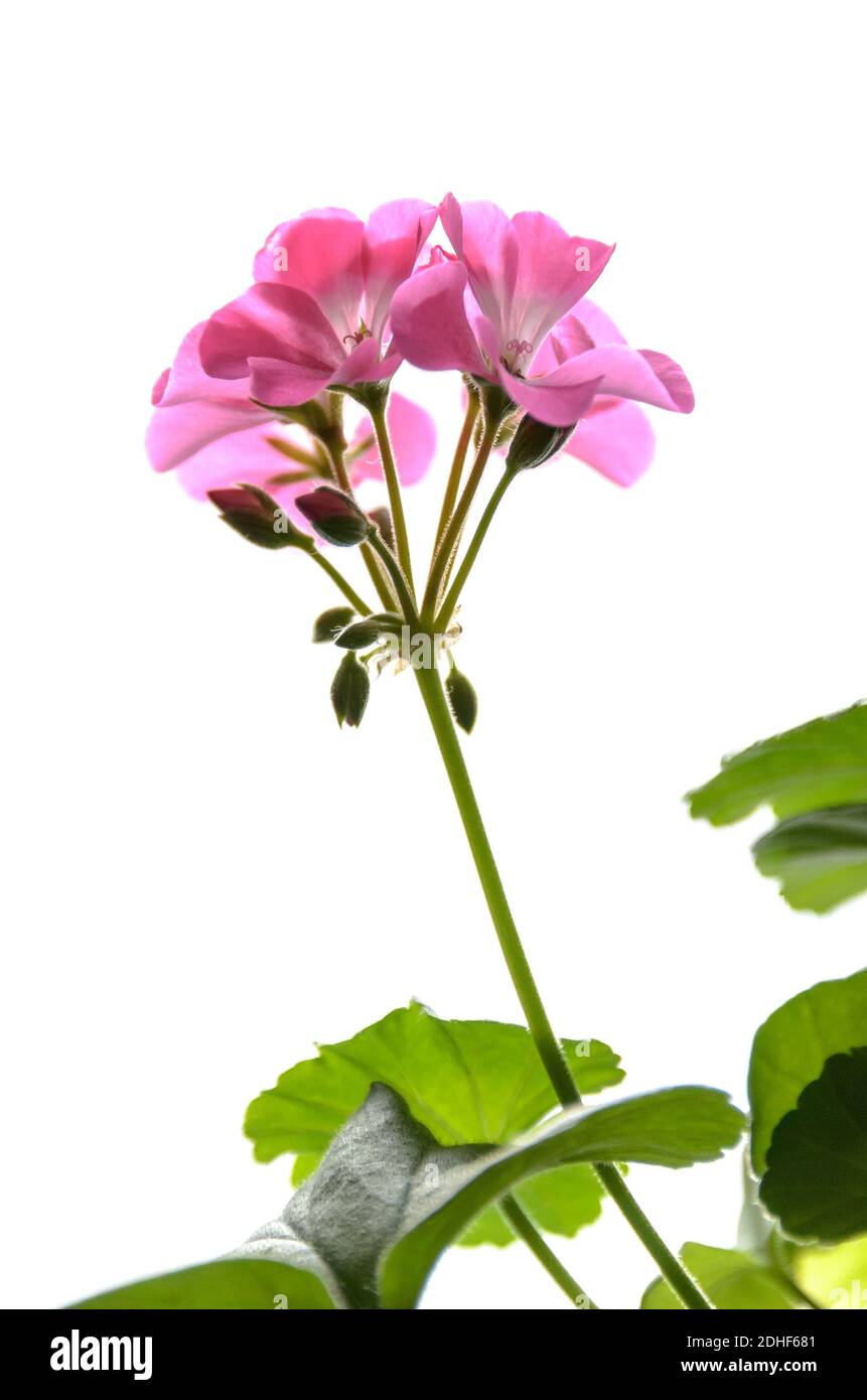 Pelargonium flower hi-res stock photography and images - Alamy