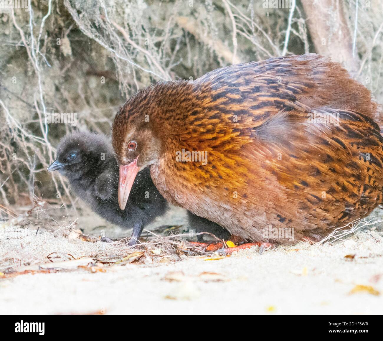 Weka ulva island hi-res stock photography and images - Alamy