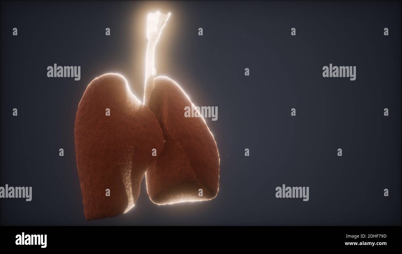 Human heart medicine science animation hi-res stock photography and ...
