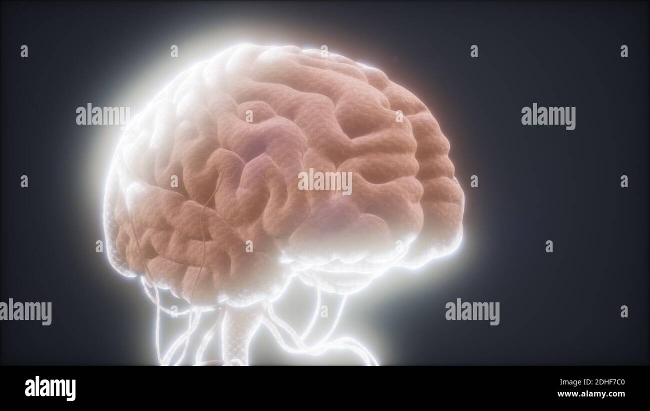 Animated model of human brain Stock Photo - Alamy