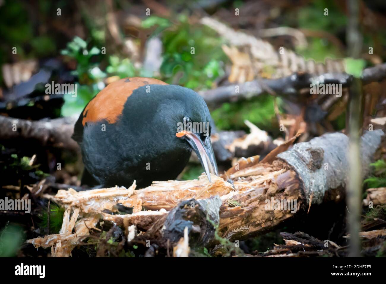 Primeval insects hi-res stock photography and images - Alamy