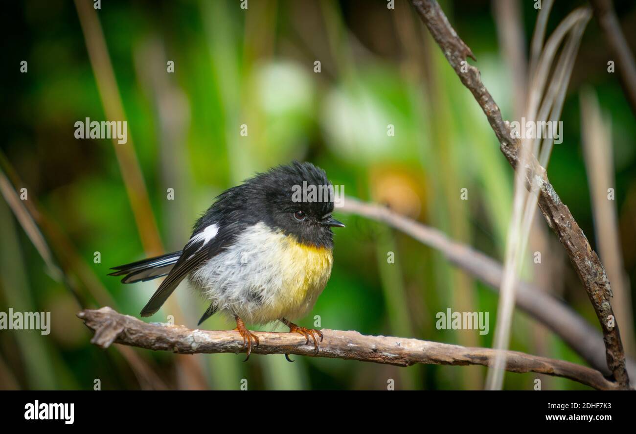 Small bird New Zealand male tomtit Stock Photo - Alamy