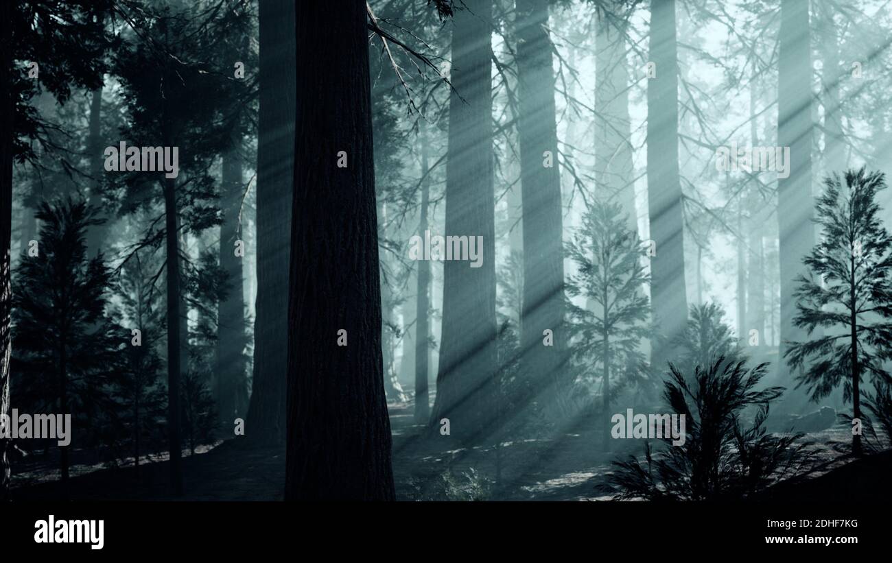 Black tree trunk in a dark pine tree forest Stock Photo - Alamy