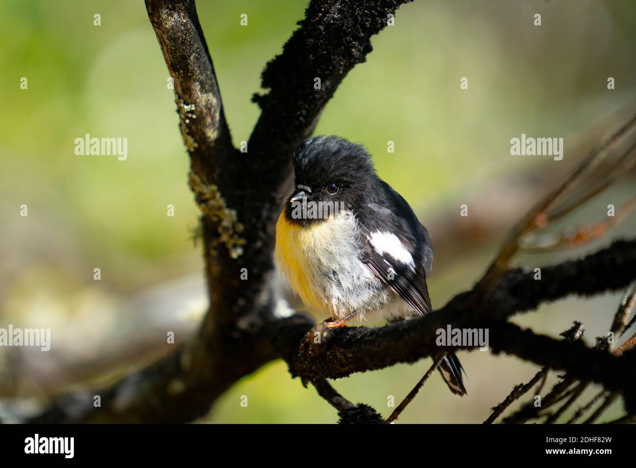 Small bird New Zealand male tomtit Stock Photo - Alamy