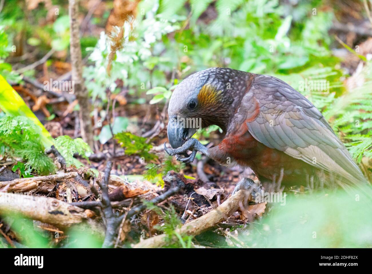 New Zealand kaka parrot feeding on ground on Ulva Island Stock Photo ...