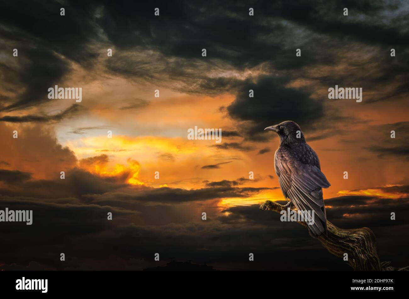 Raven dream hi-res stock photography and images - Alamy