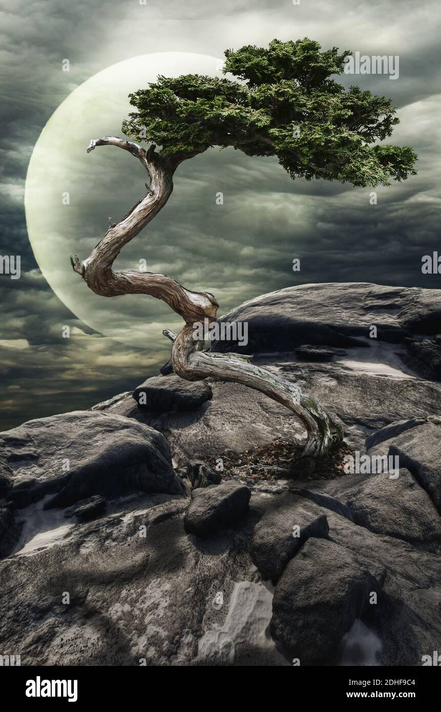 Tree on a cliff Stock Photo - Alamy