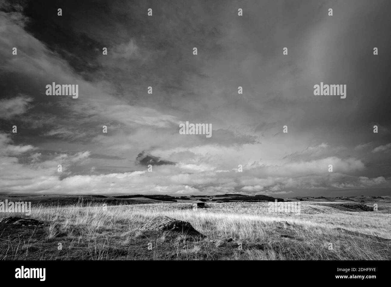 A grayscale shot of a landscape with bushes under dark storm clouds ...