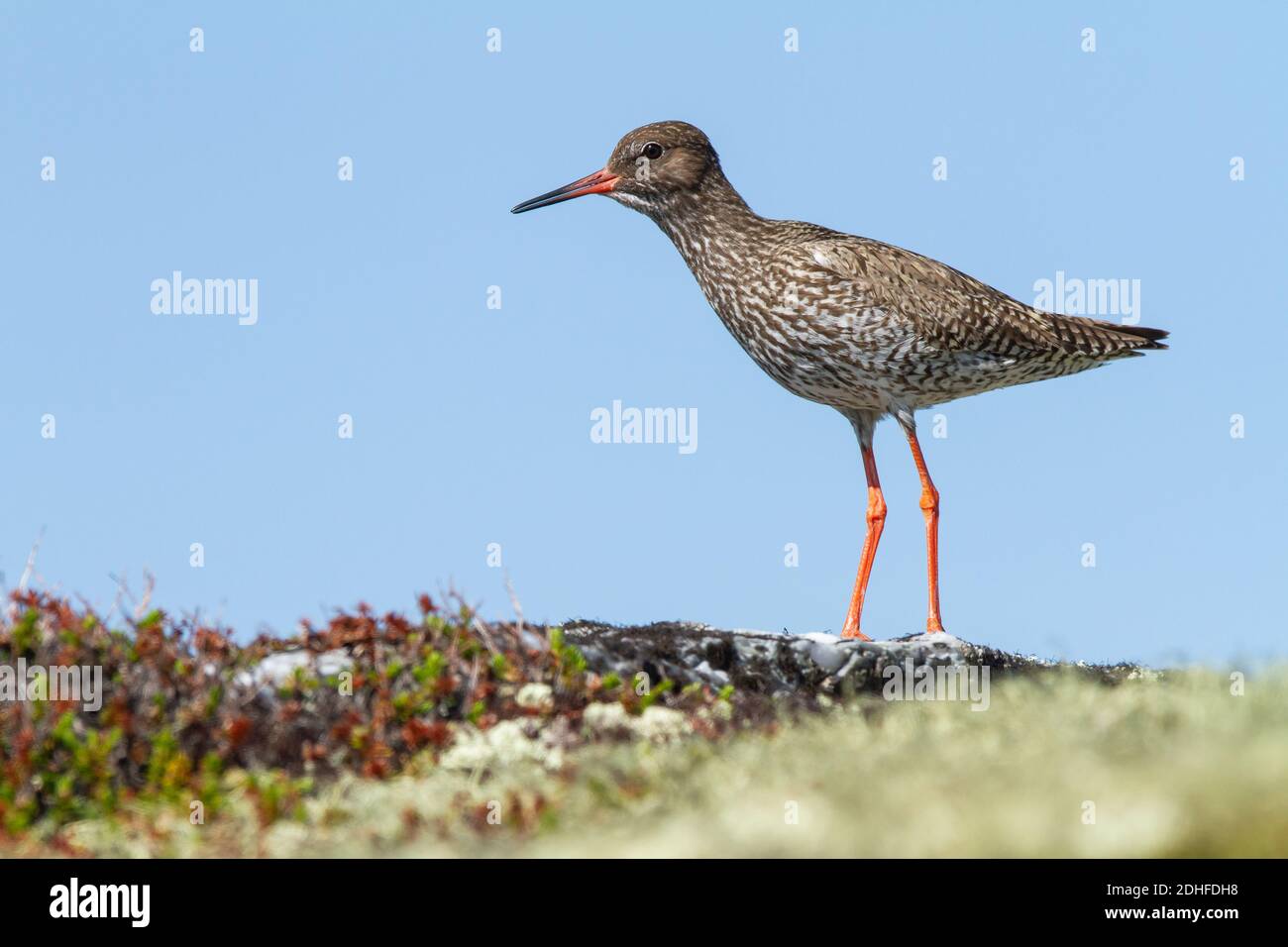 A closeup shot of a long-legged bird walking on the ground on the ...