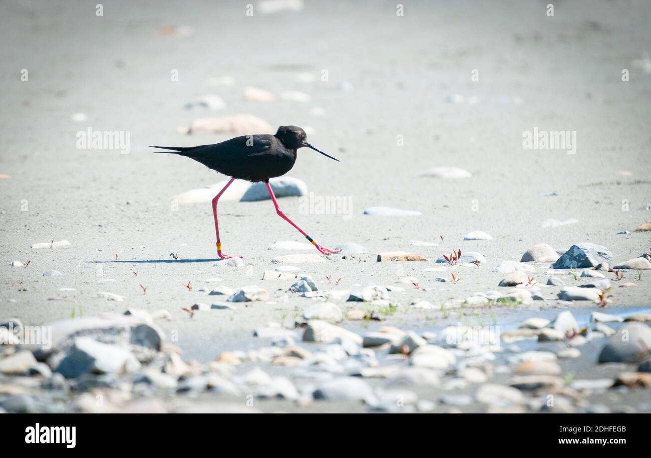 Rare New Zealand black stilt on stony riverbed Stock Photo - Alamy
