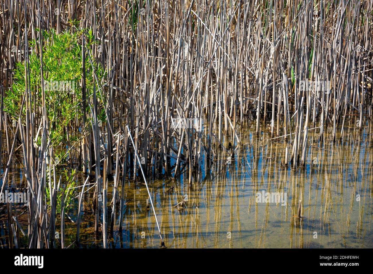 Aquatic vegetation on edge Lake Alexandrina in Canterbury New Zealand ...