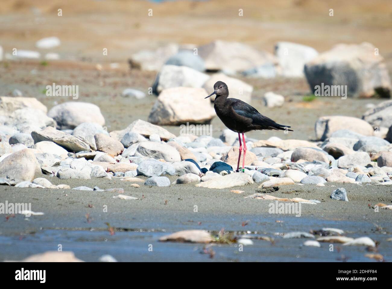 Rare New Zealand black stilt on stony riverbed Stock Photo - Alamy