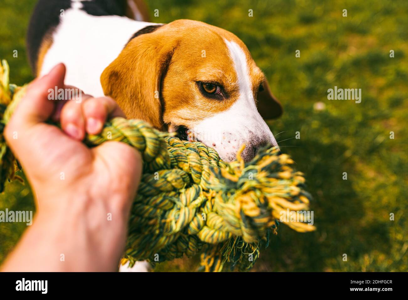 Dog pulling rope hi-res stock photography and images - Alamy