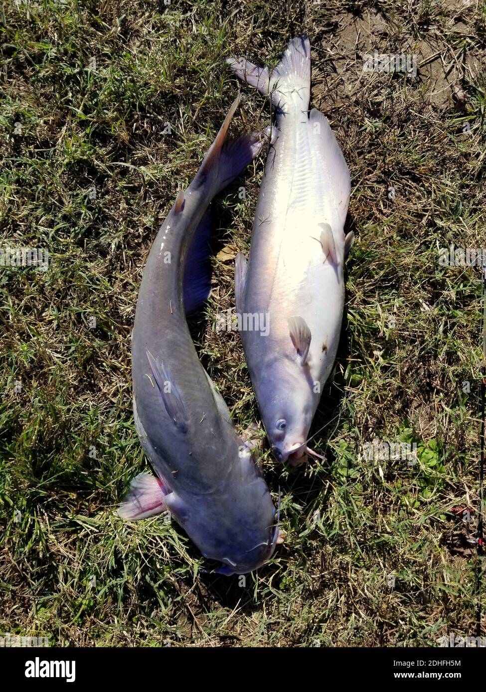 Channel catfish hi-res stock photography and images - Alamy