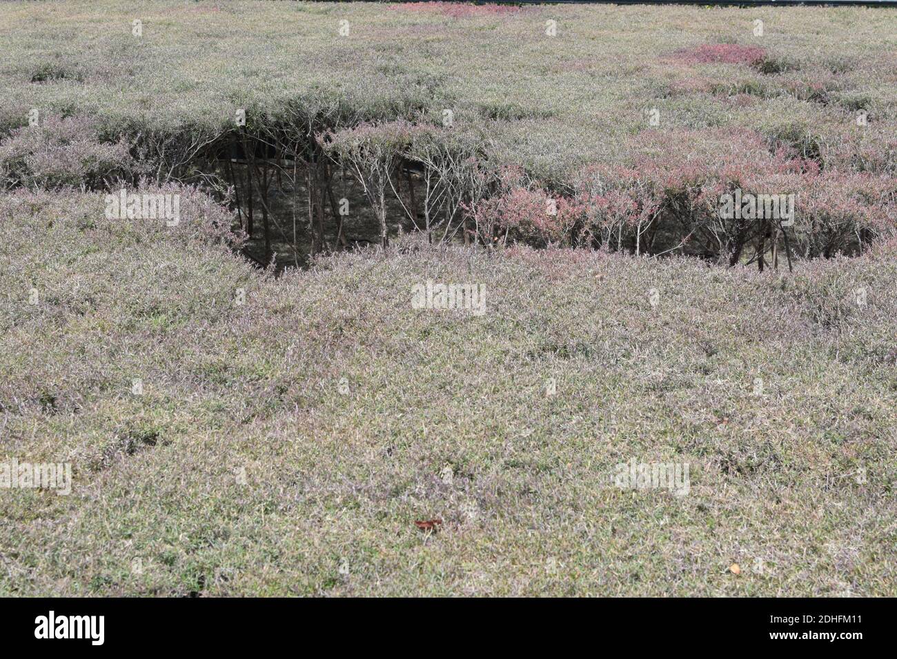 View of scrubland pasture formed by small Manuka (Leptospermum ...