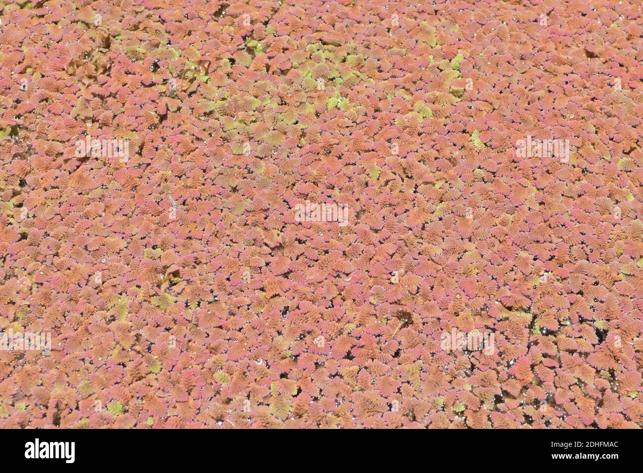 View of Azolla fern plant floating on flat water surface Stock Photo ...