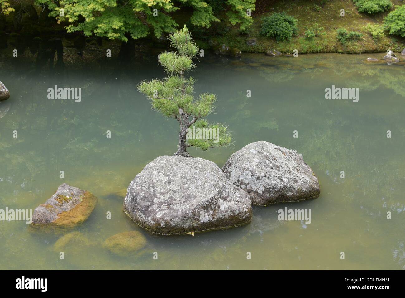 View of lone small pine tree on island in Japanese rock garden pond ...