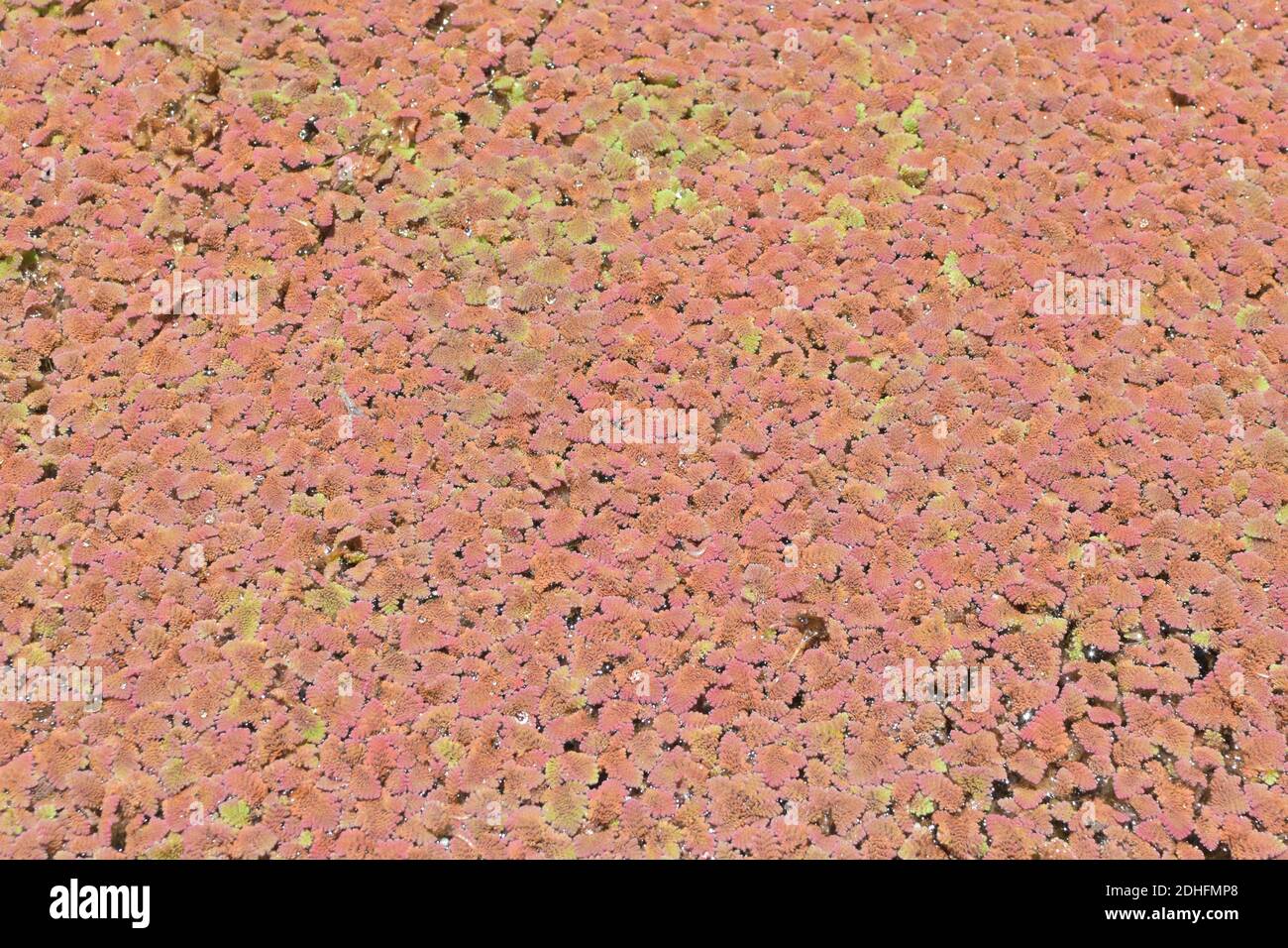 View of Azolla fern plant floating on flat water surface Stock Photo ...
