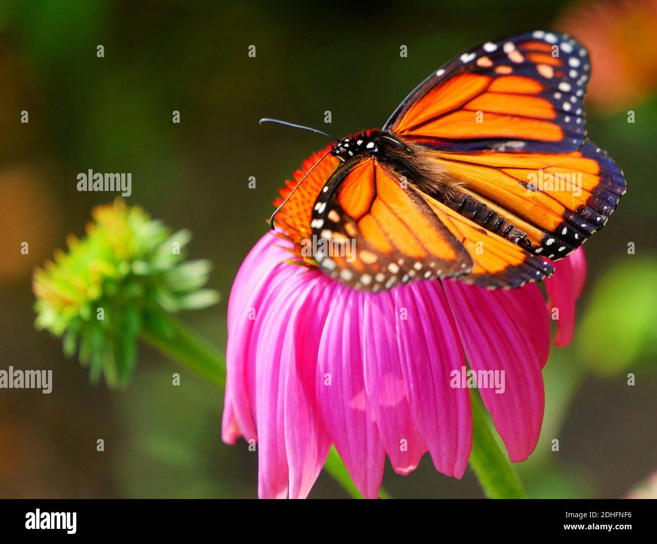 Male Monarch Nectaring on Coneflower Stock Photo - Alamy
