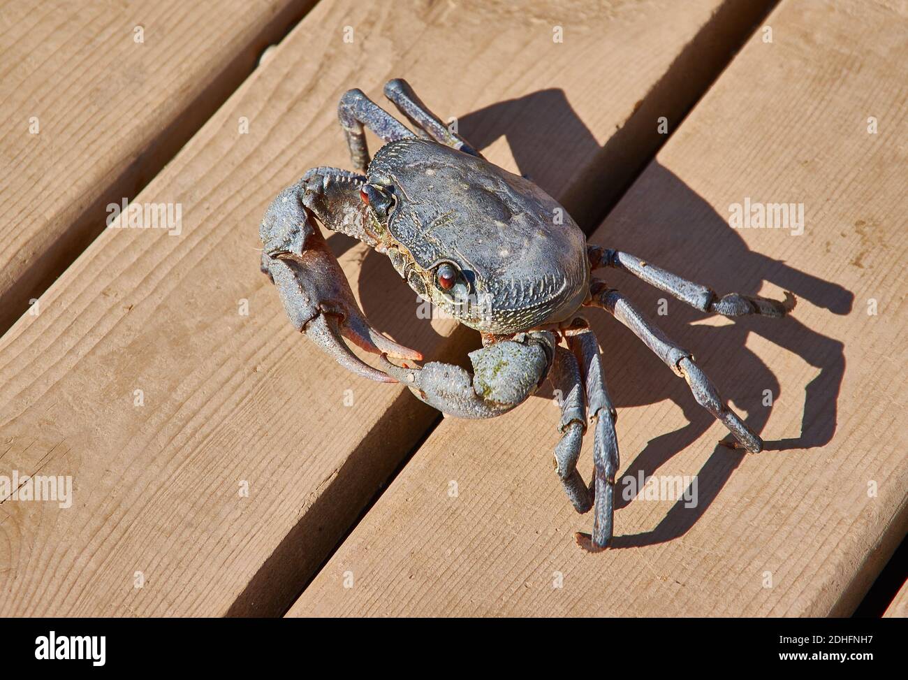 Verrucosa hi-res stock photography and images - Alamy